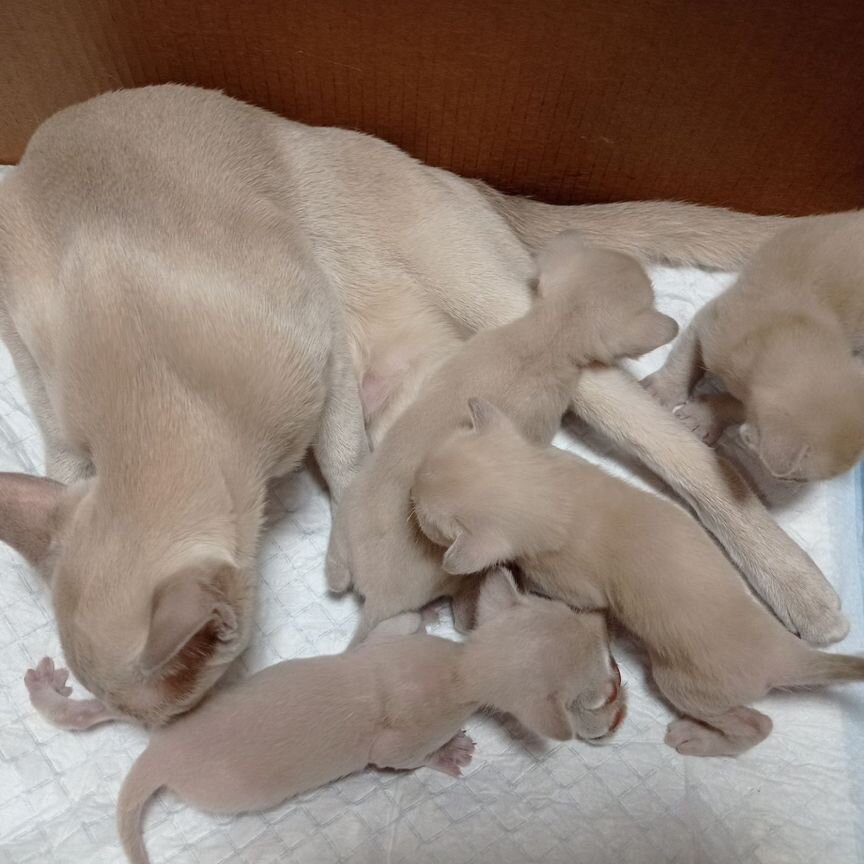 Бурманские котята
