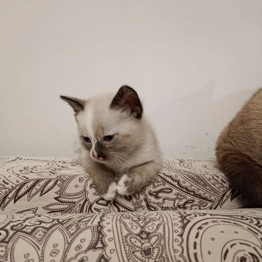 Домашние животные кошки