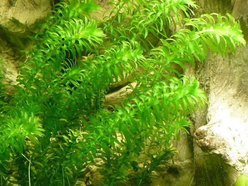 Растения в аквариум