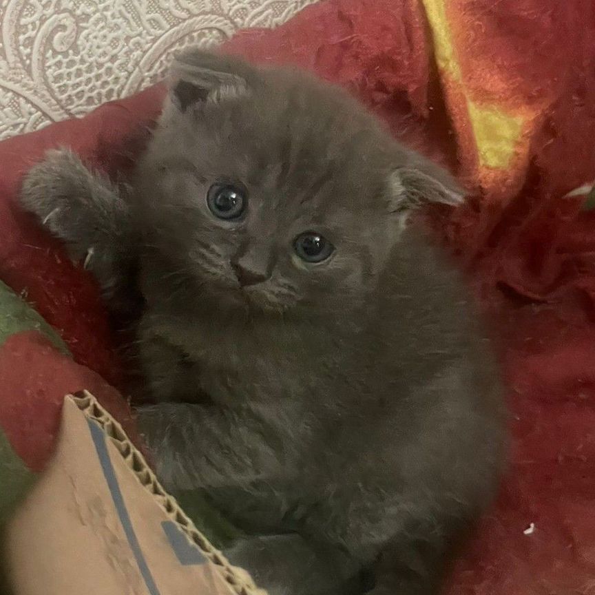 Шотландская вислоухая кошка