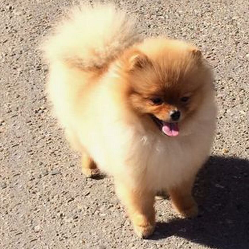 Шпиц мальчик померанчик