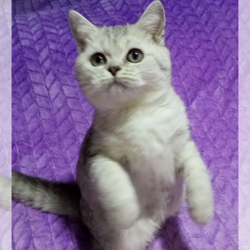 Кот серебристая шиншилла