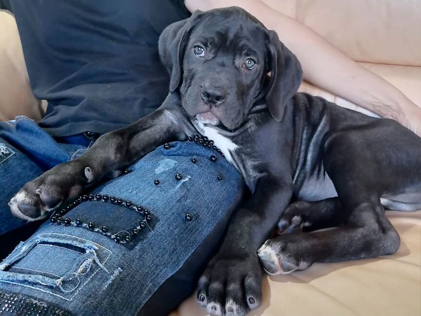 Кане Корсо щенок мальчик