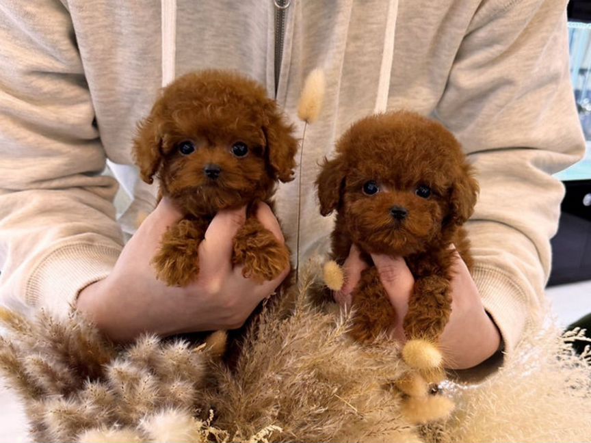 Той-пудель мальчик мини короткий носик маленький