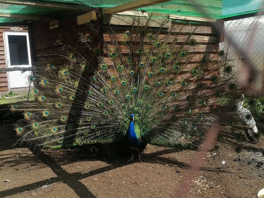 Павлины