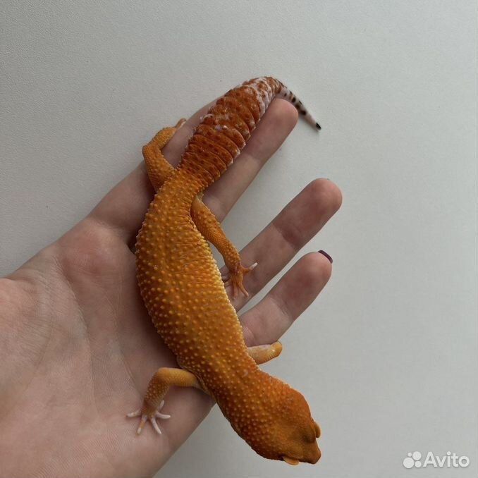 Эублефар рыжий blood