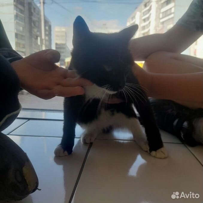 Кошка отдадим в хорошие руки кот Жужа 2 месяца