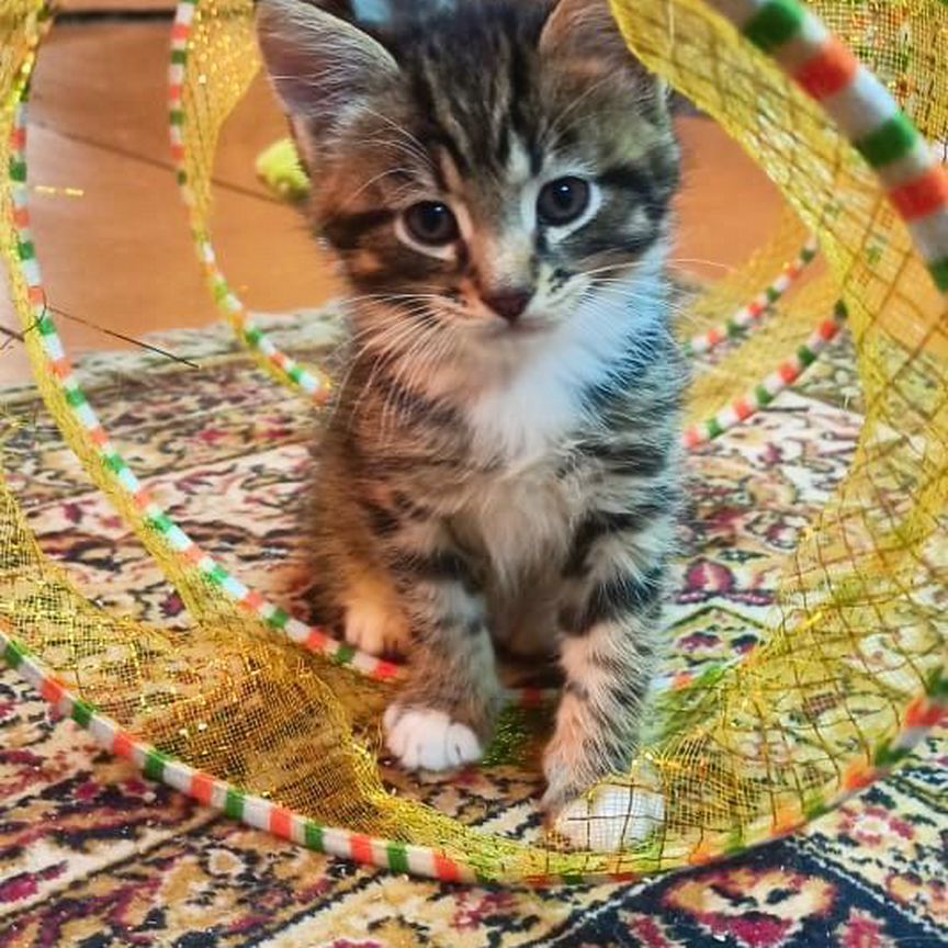 Котенок в хорошие руки