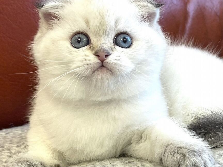 Фолд Плюшевая малышка 1,5 мес Голубоглазая