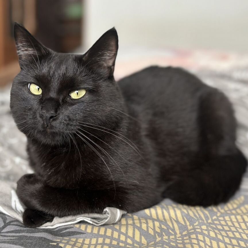 Взрослый кот в добрые руки