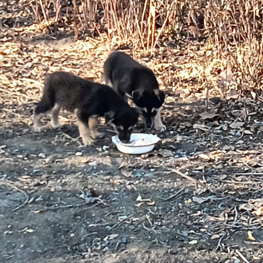 Щенки бесплатно, хаски с дворнягой