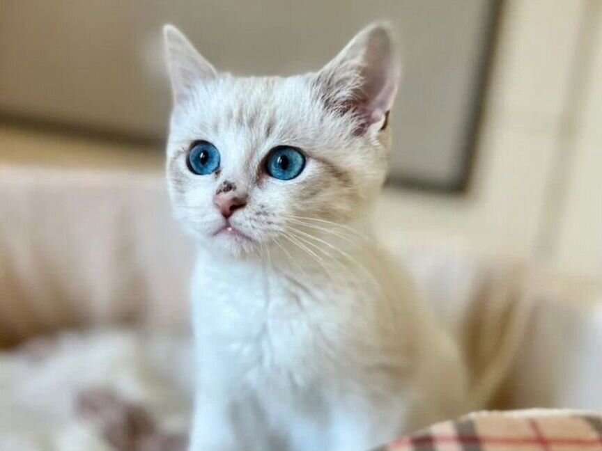 Котята в добрые руки бесплатно