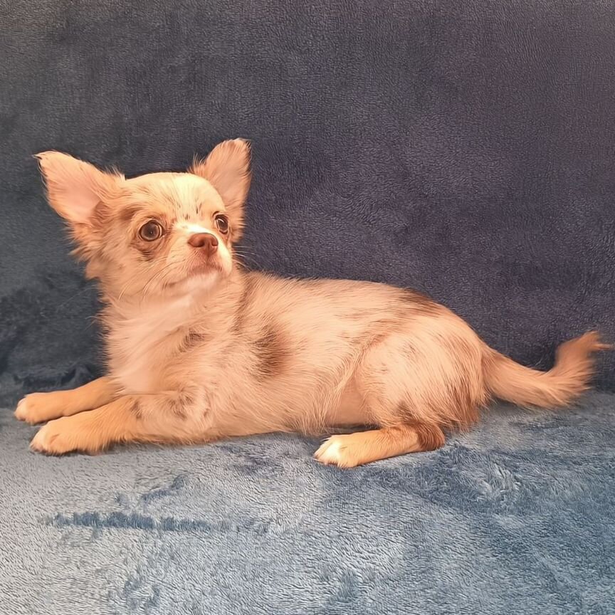 Чихуахуа, щенок