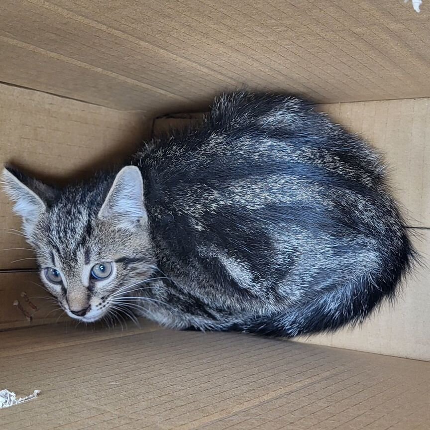 Котёнок в добрые руки