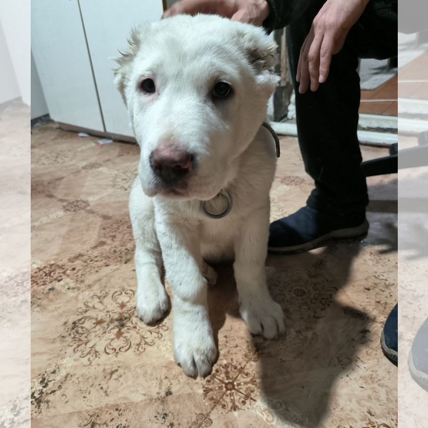 Среднеазиатская овчарка, щенок