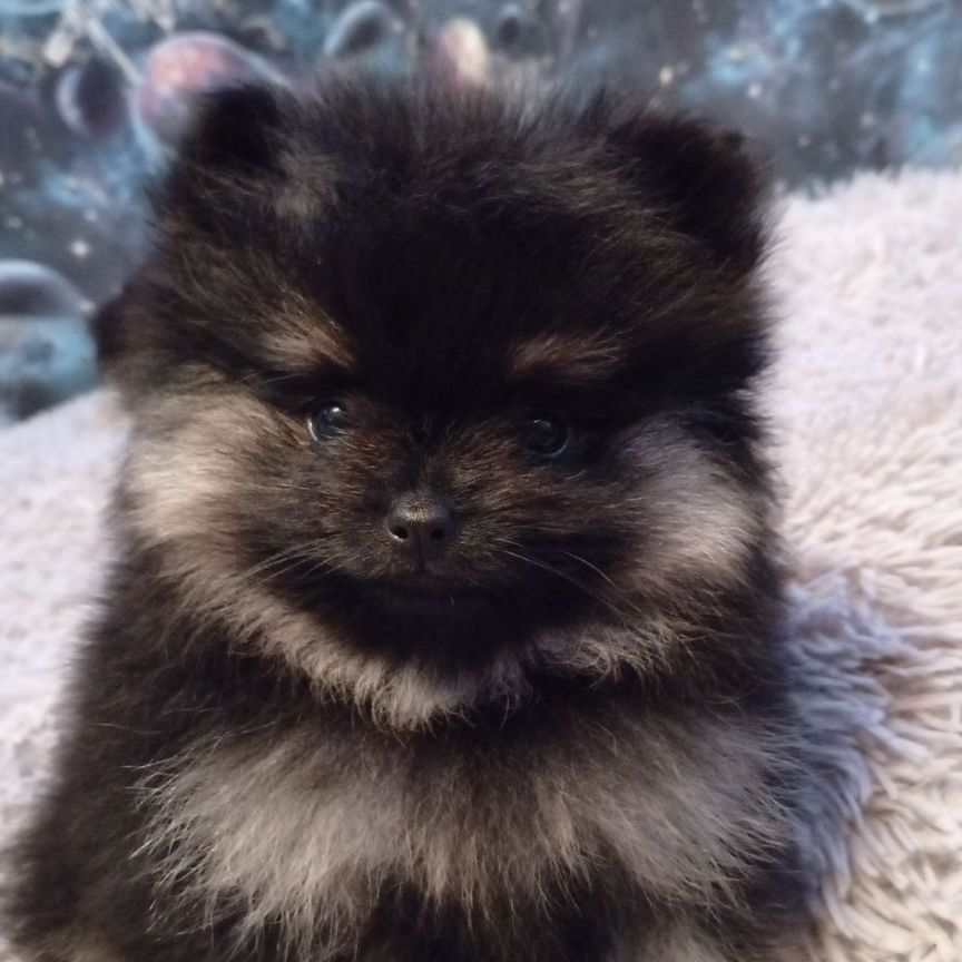 Щенки шпица мини