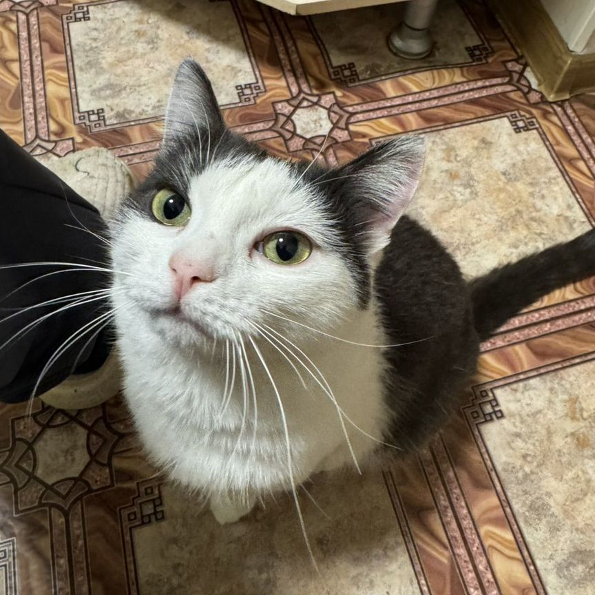 Кот кастрированый годик