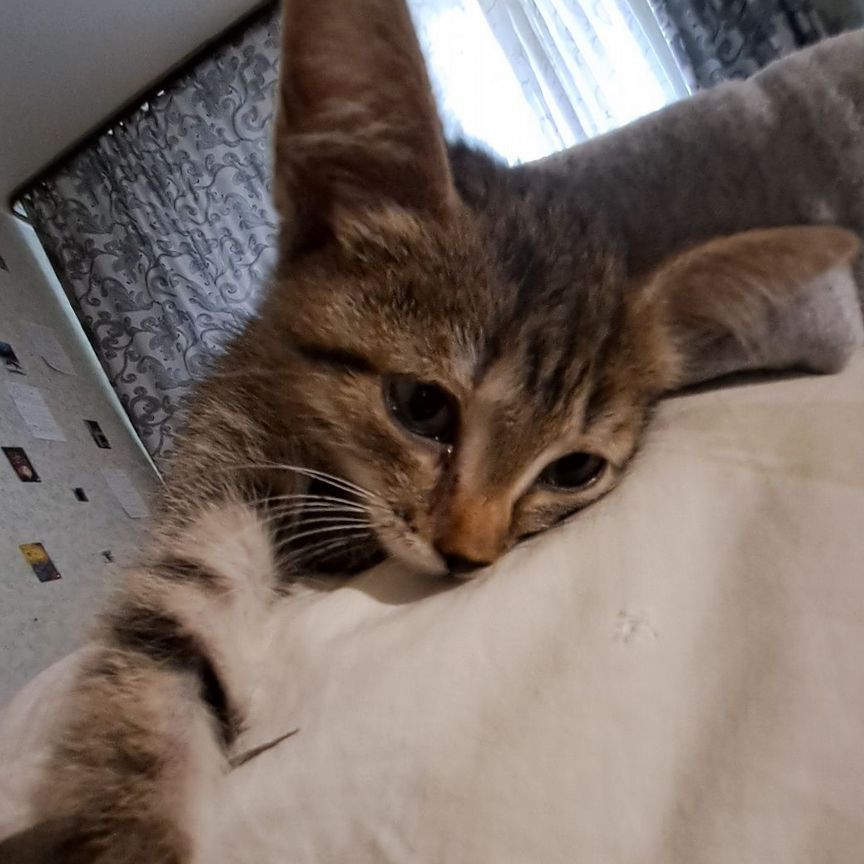 Котенок в добрые руки