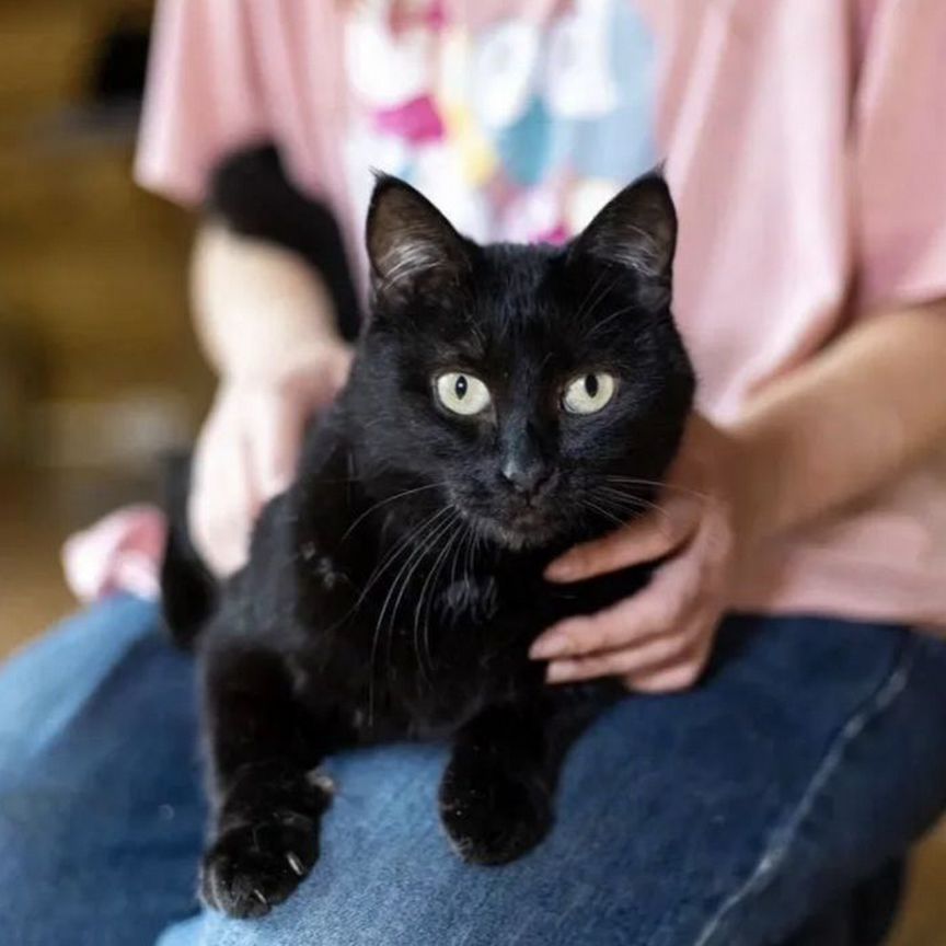 Ищем дом для красавицы Кирби. Лесной приют