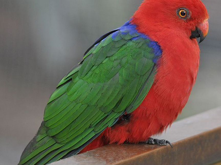 Королевский попугай