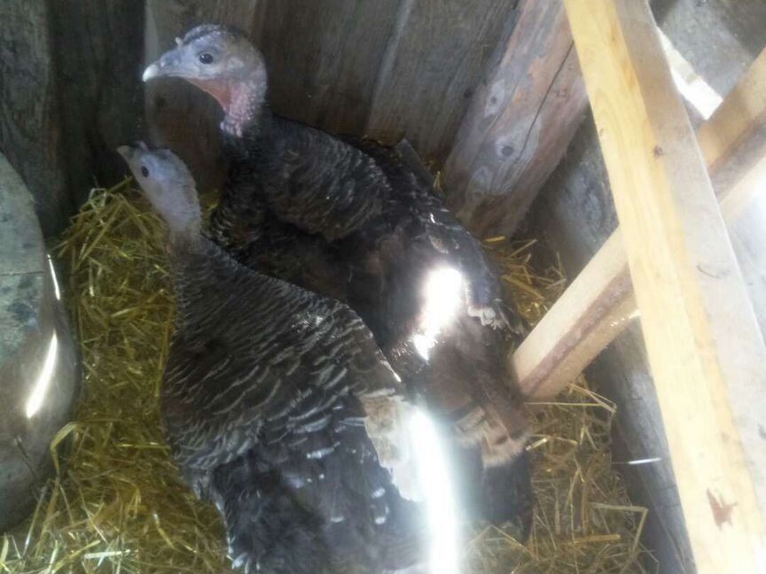 Индейки и индюк семья