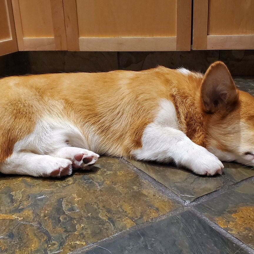 Собака корги