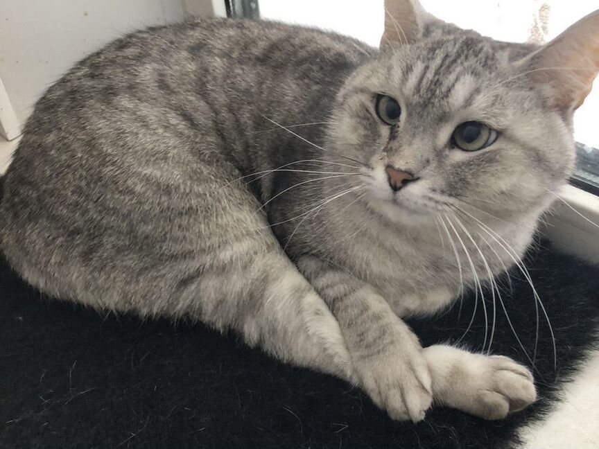 Кот в добрые руки