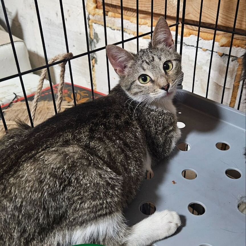 Котенок косоглазик в поисках дома