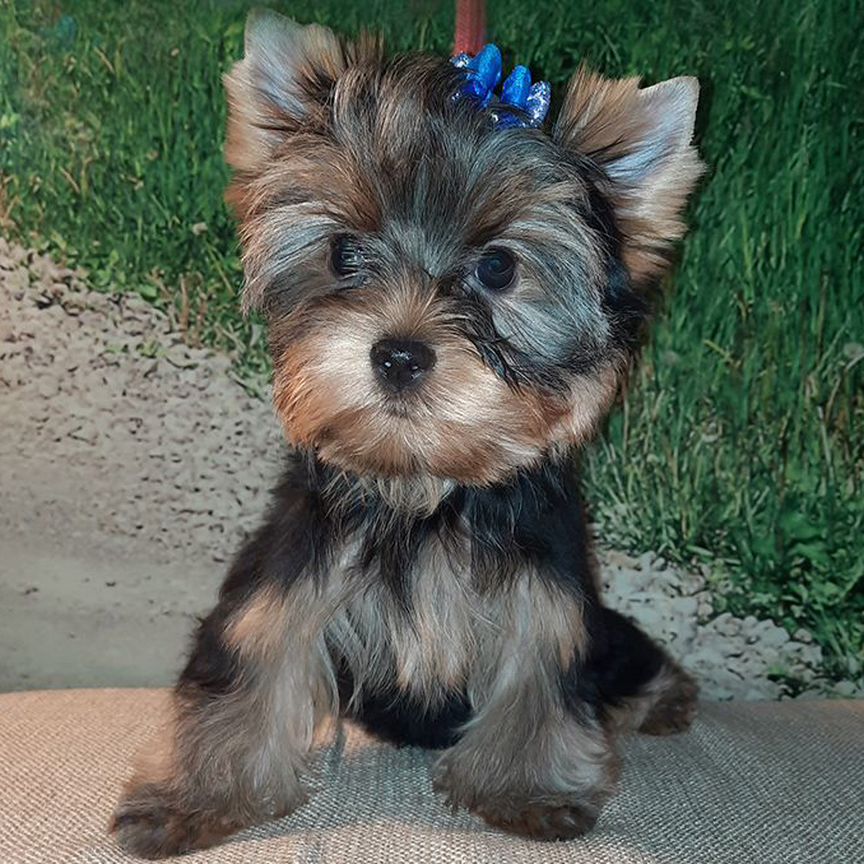 Йоркширский терьер, щенок