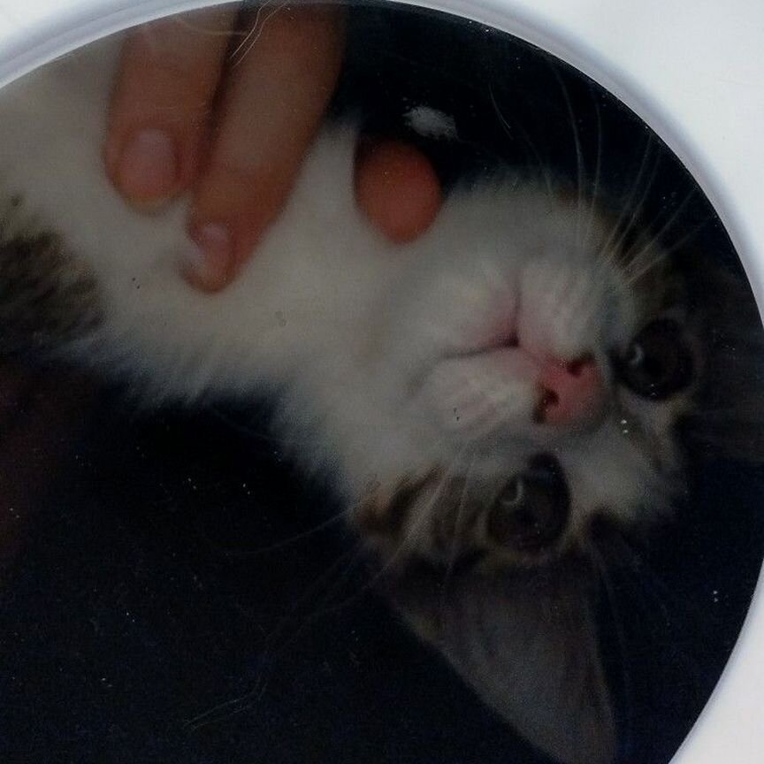 Котенок