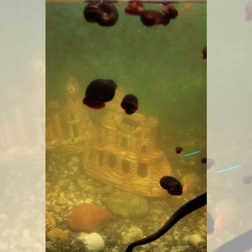 Улитки аквариумные