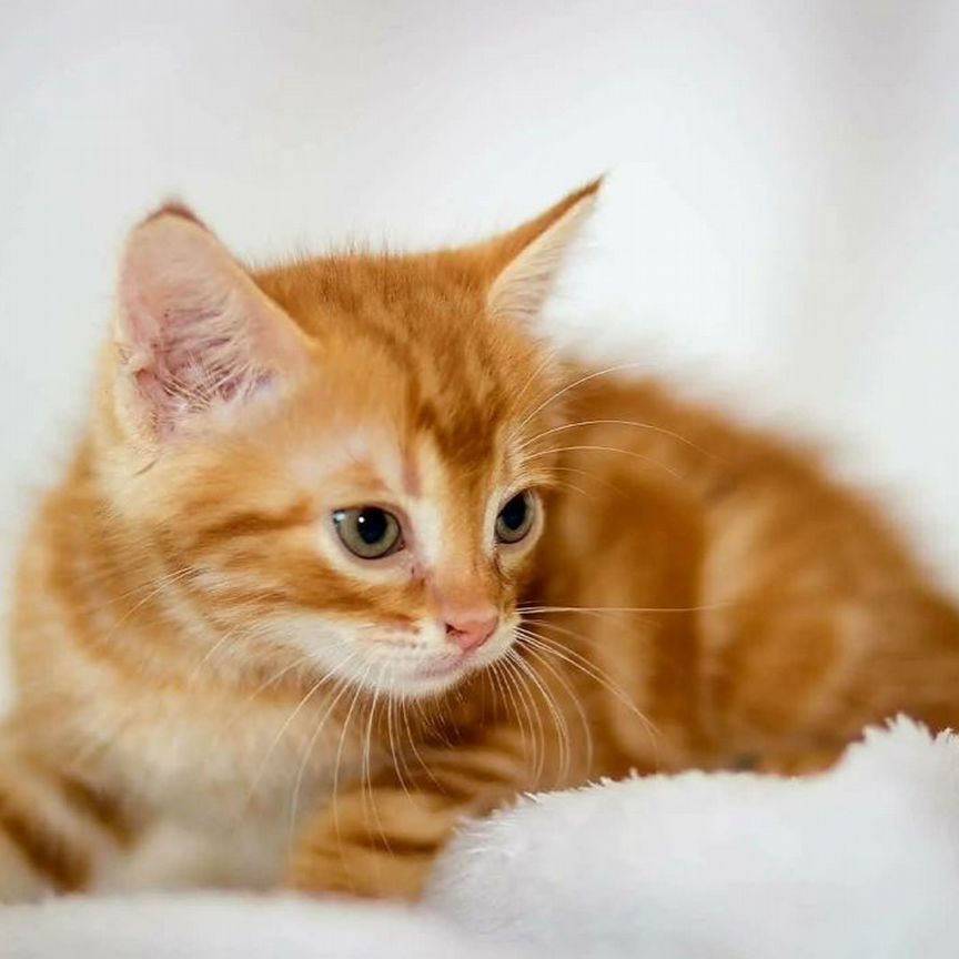 Красный денежный окрас котят