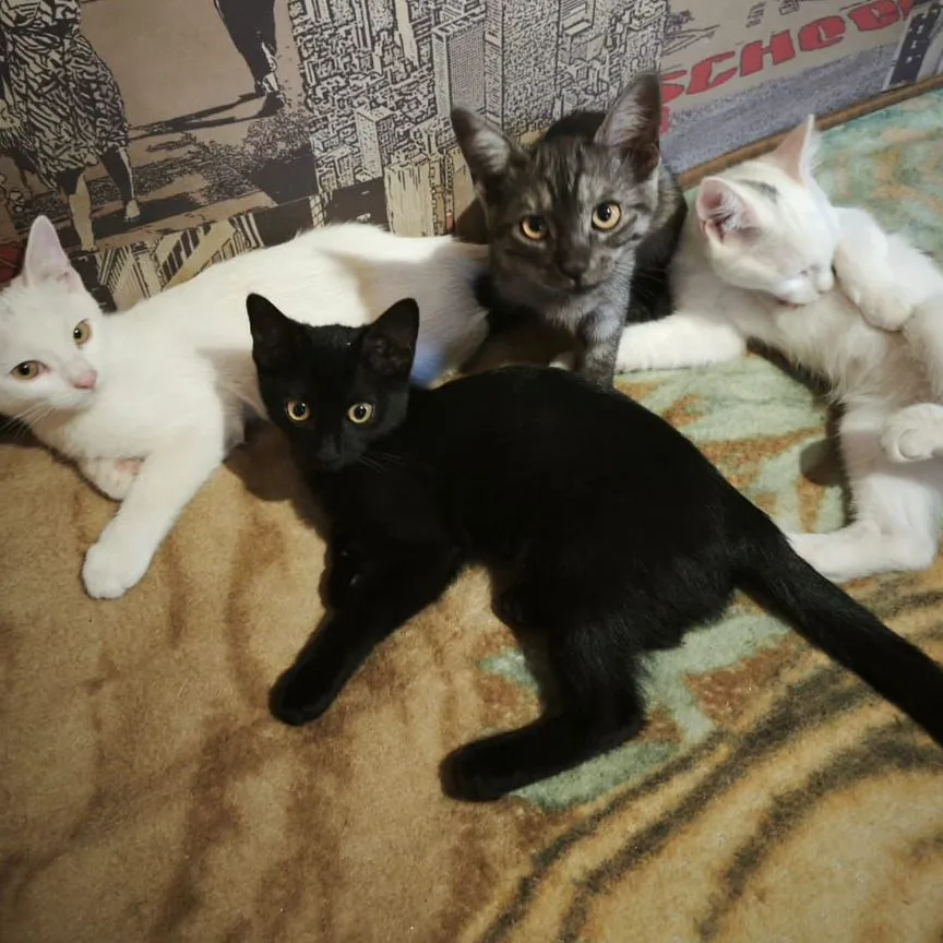 Котята в добрые руки