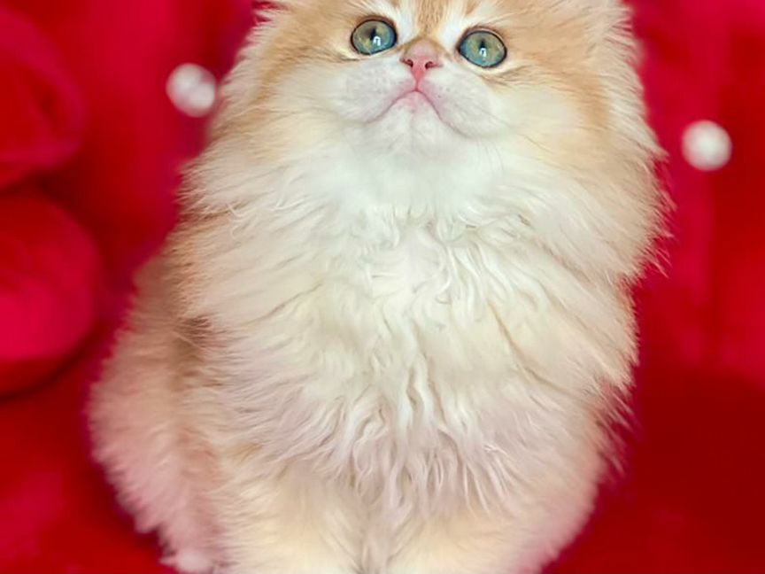 Шикарный мальчик хайленд золотого окраса ny12