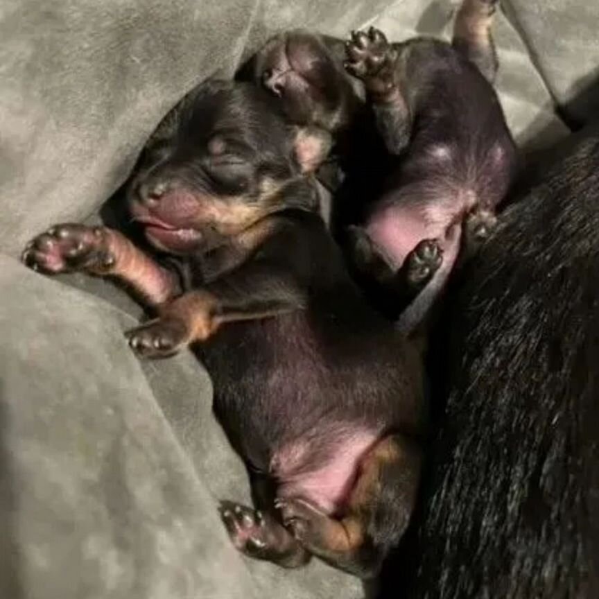 Английский той-терьер, щенок