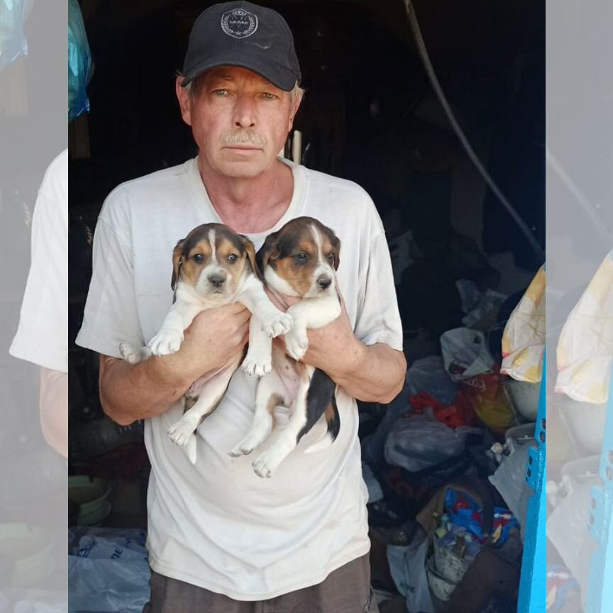 Эстонская гончая щенки