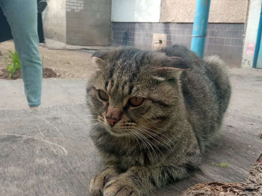 Котики бесплатно в добрые руки