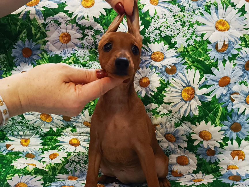 Щенки цвергпинчера от Чемпионов