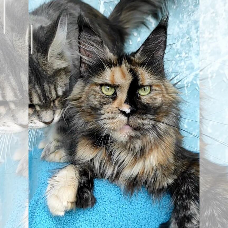 Мейн-кун, взрослая кошка