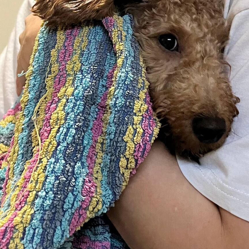 Мальтипу f1 девочка