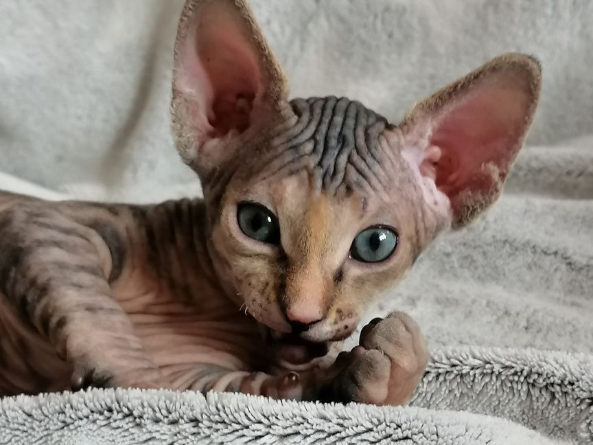 Донской сфинкс котята