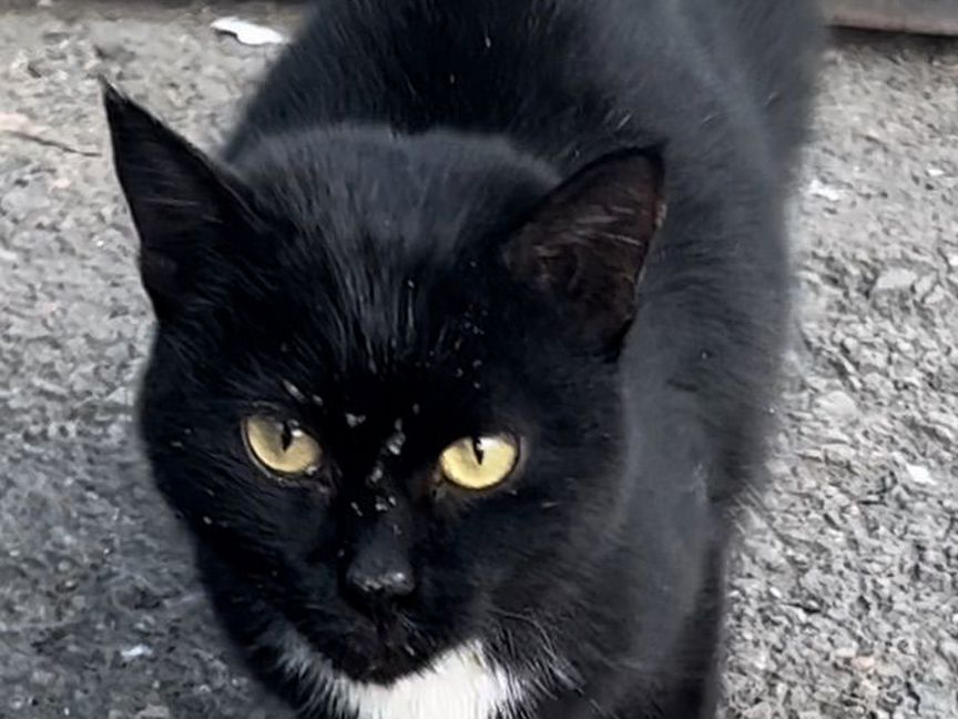 Кошка замерзает