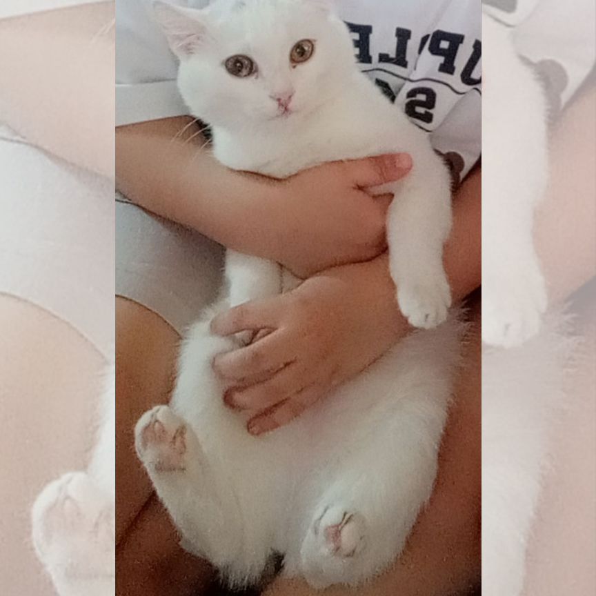 Кошки