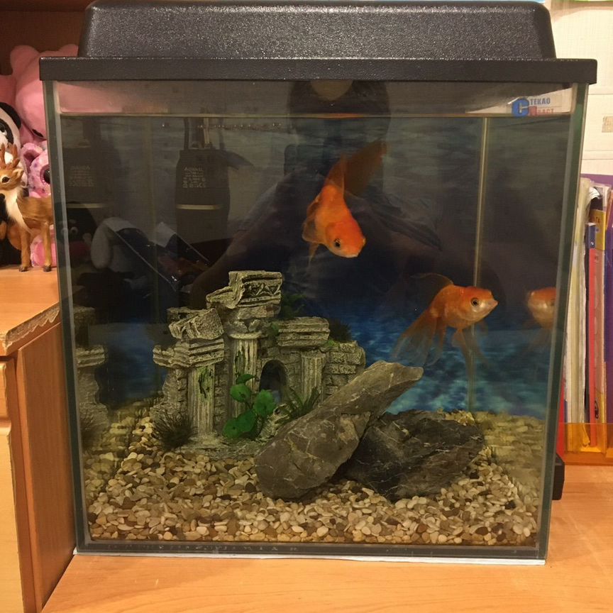 Аквариум с золотыми рыбками и маленьким сомом