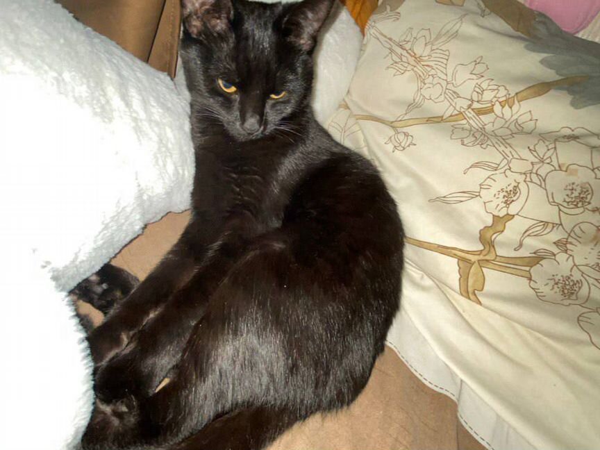 Кошка в дар бесплатно