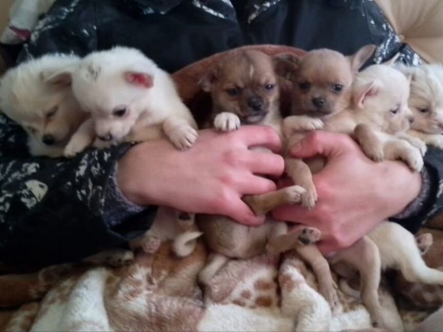 Чихуашки очаровашки