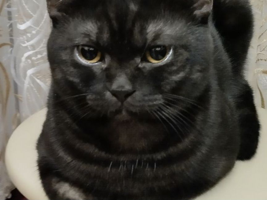 Кот на вязку