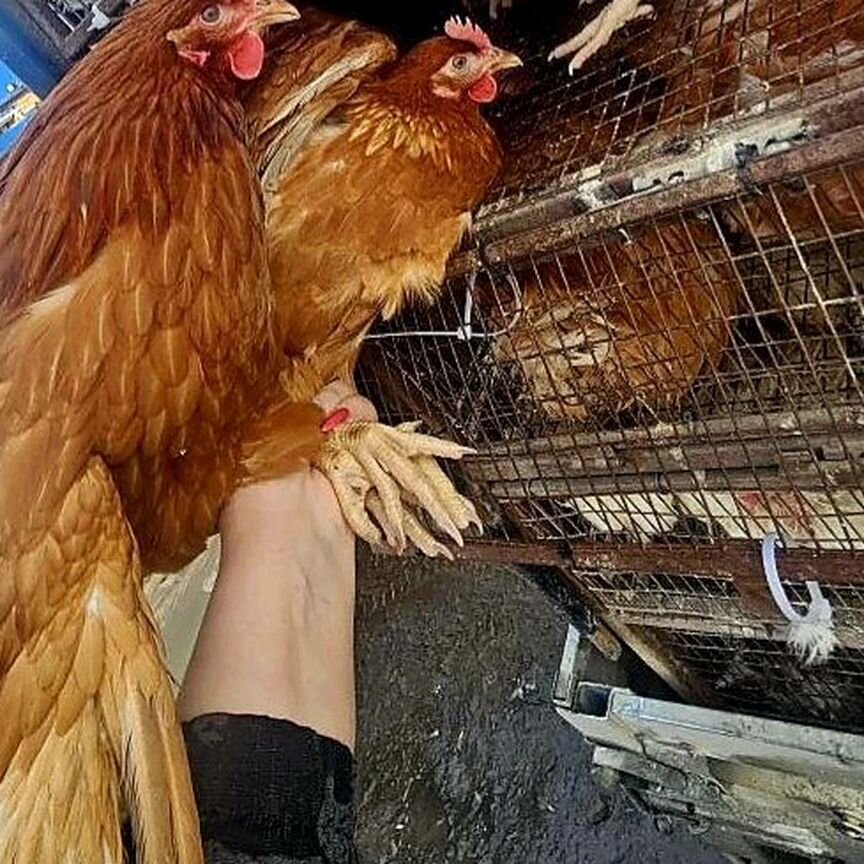 Куры несушки молодые