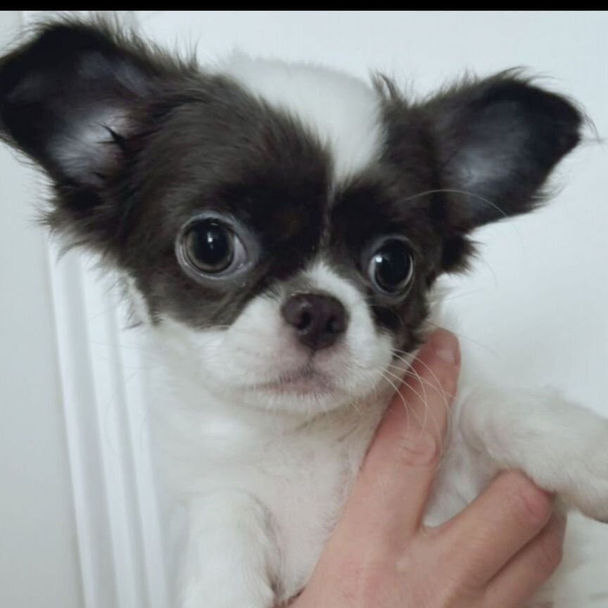 Чихуахуа, щенок