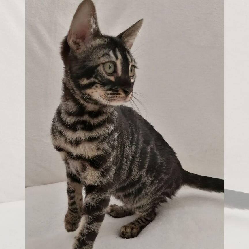 Бенгальские угольные котята снег и брауны